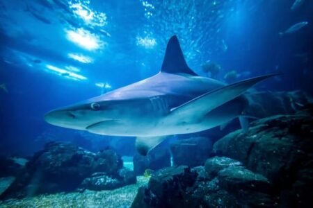 Aquarium Marseille : 11 Lieux à Visiter Près De La Ville